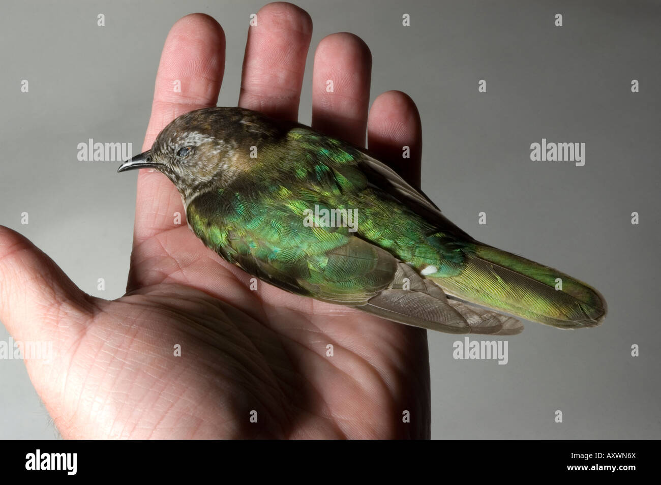 dead bronze wing cuckoo in hand Stock Photo - Alamy