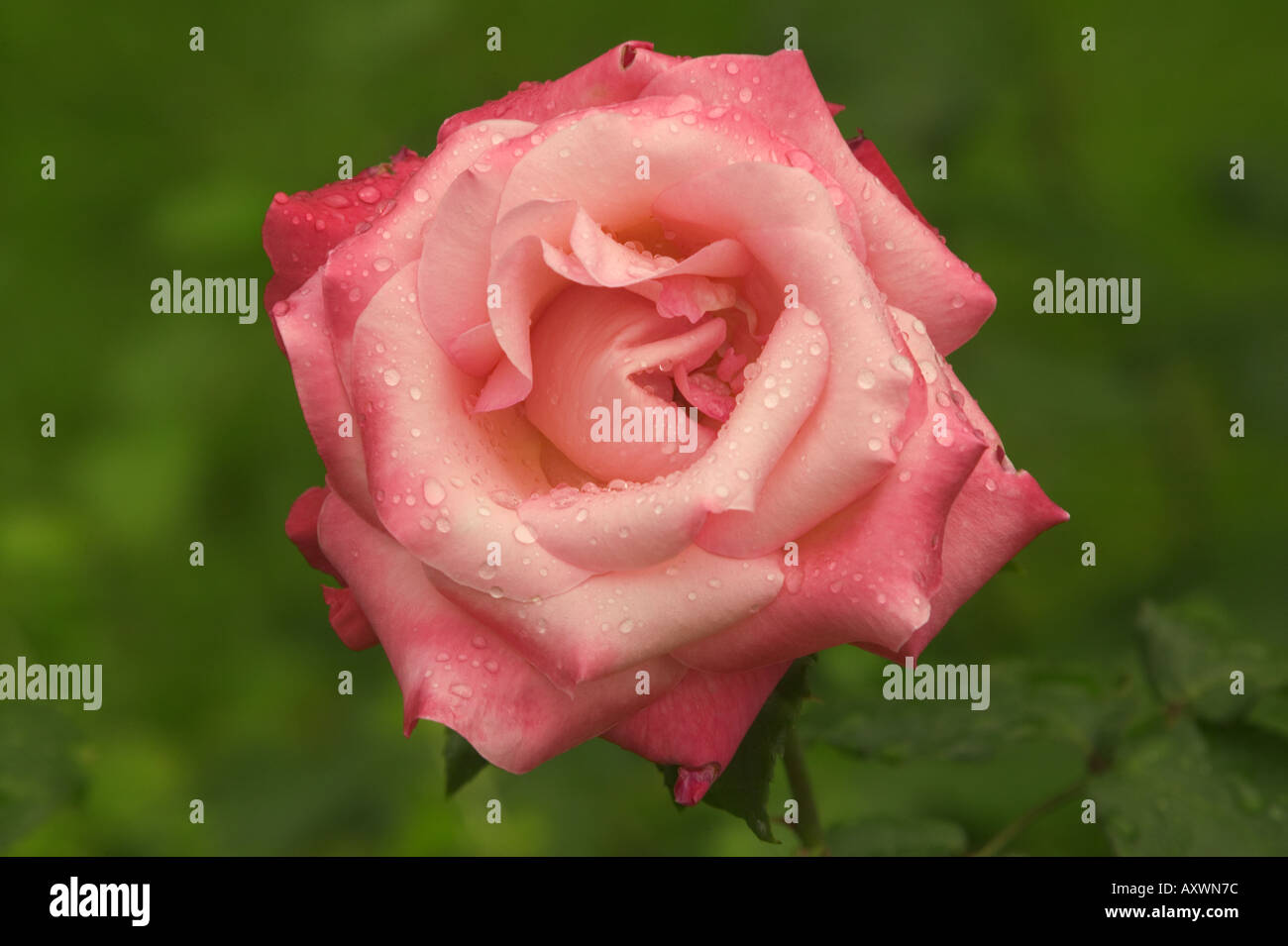Rose Daniel Gélin Stock Photo - Alamy