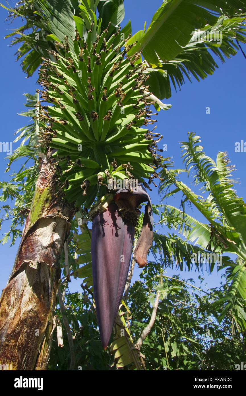 Botany plant vegetation nature banana close hi-res stock photography ...