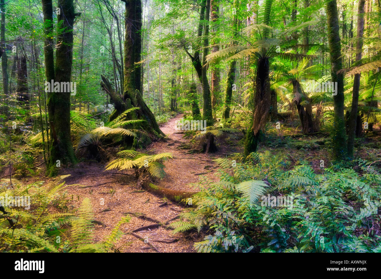 Tree ferns and myrtle beech trees in the temperate rainforest, Yarra ...