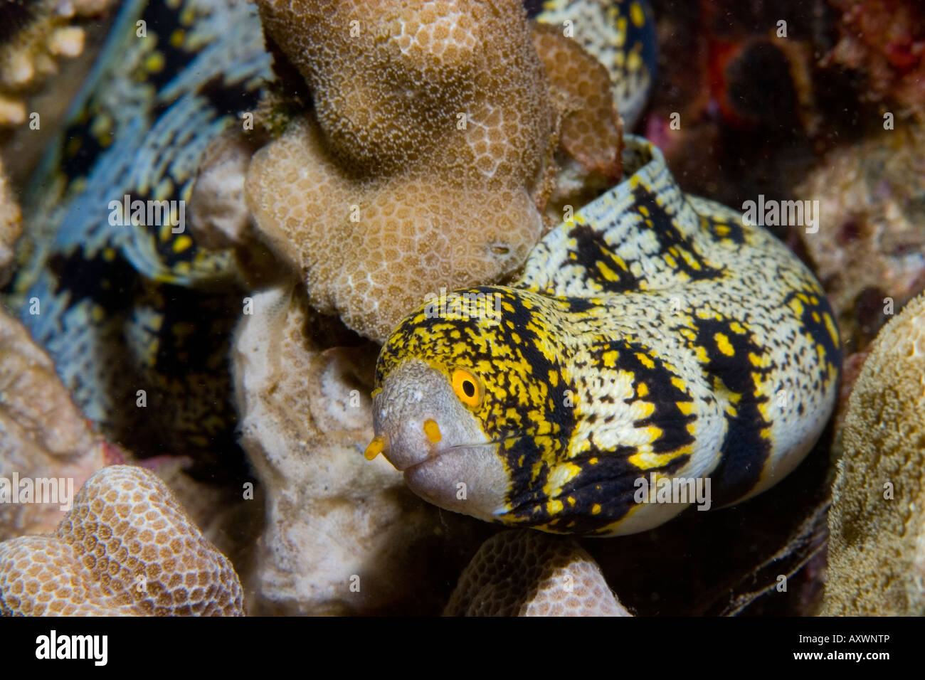 Snowflake moray eel hi-res stock photography and images - Alamy