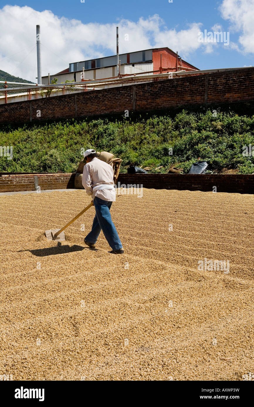 Drying patios at La Majada coffee cooperative El Salvador Stock Photo ...