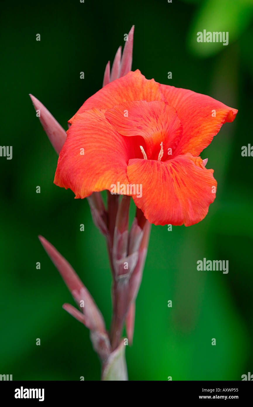 Canna semaphore hi-res stock photography and images - Alamy