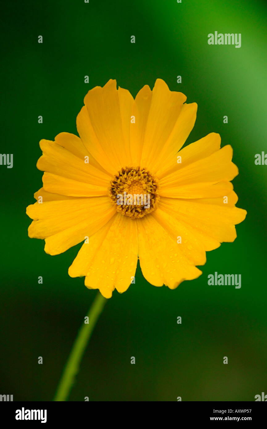 Reunion island - Tropical flower Stock Photo - Alamy