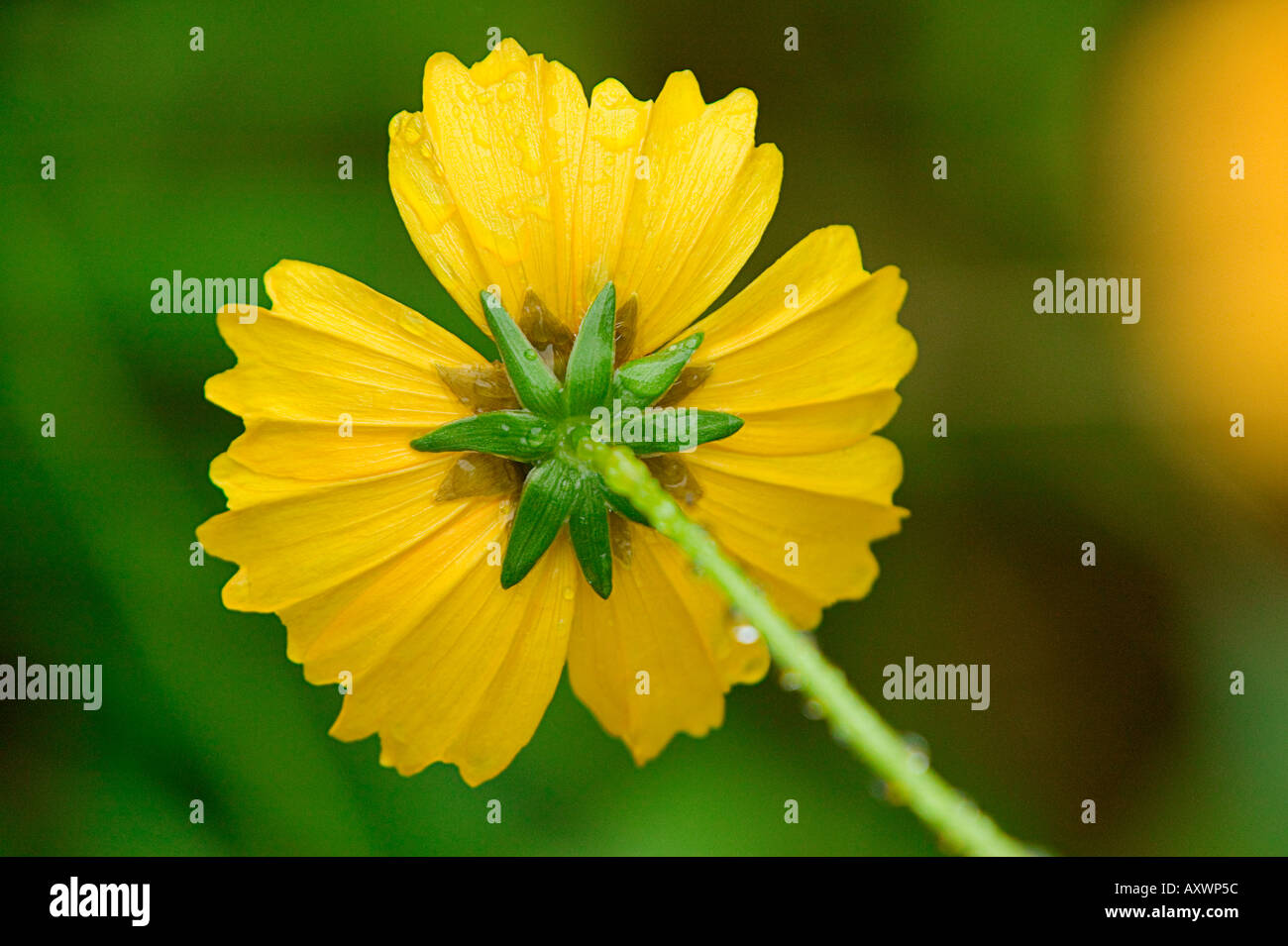 Reunion island - Tropical flower Stock Photo - Alamy