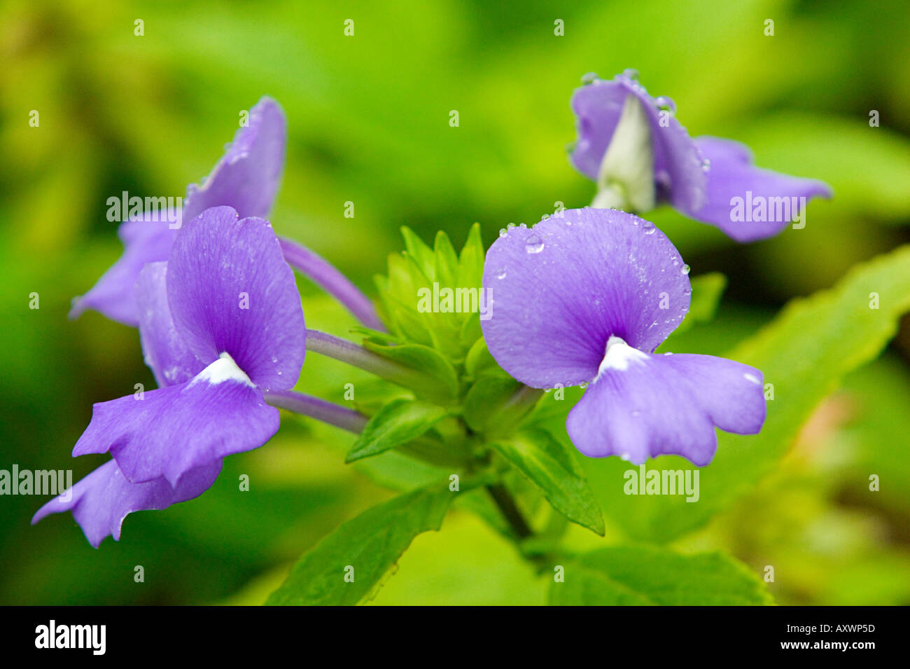 Reunion island - Tropical flower Stock Photo - Alamy