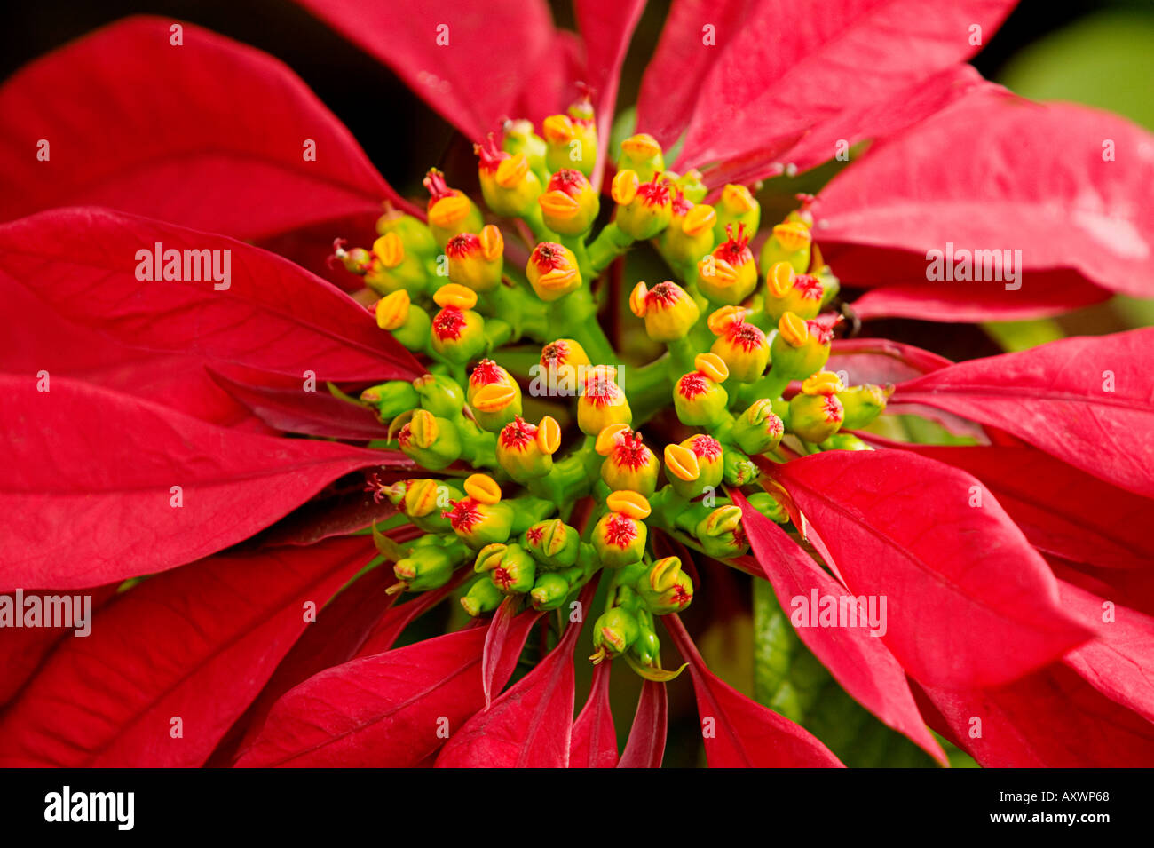 Nicolaia eliator hi-res stock photography and images - Alamy