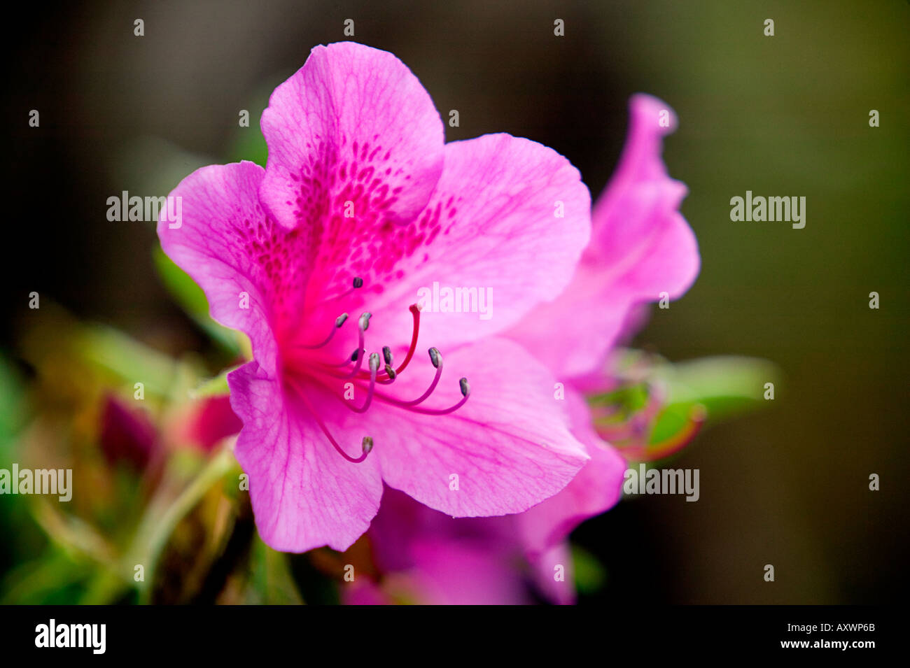 Island Reunion Flower Flowers Plant High Resolution Stock Photography ...