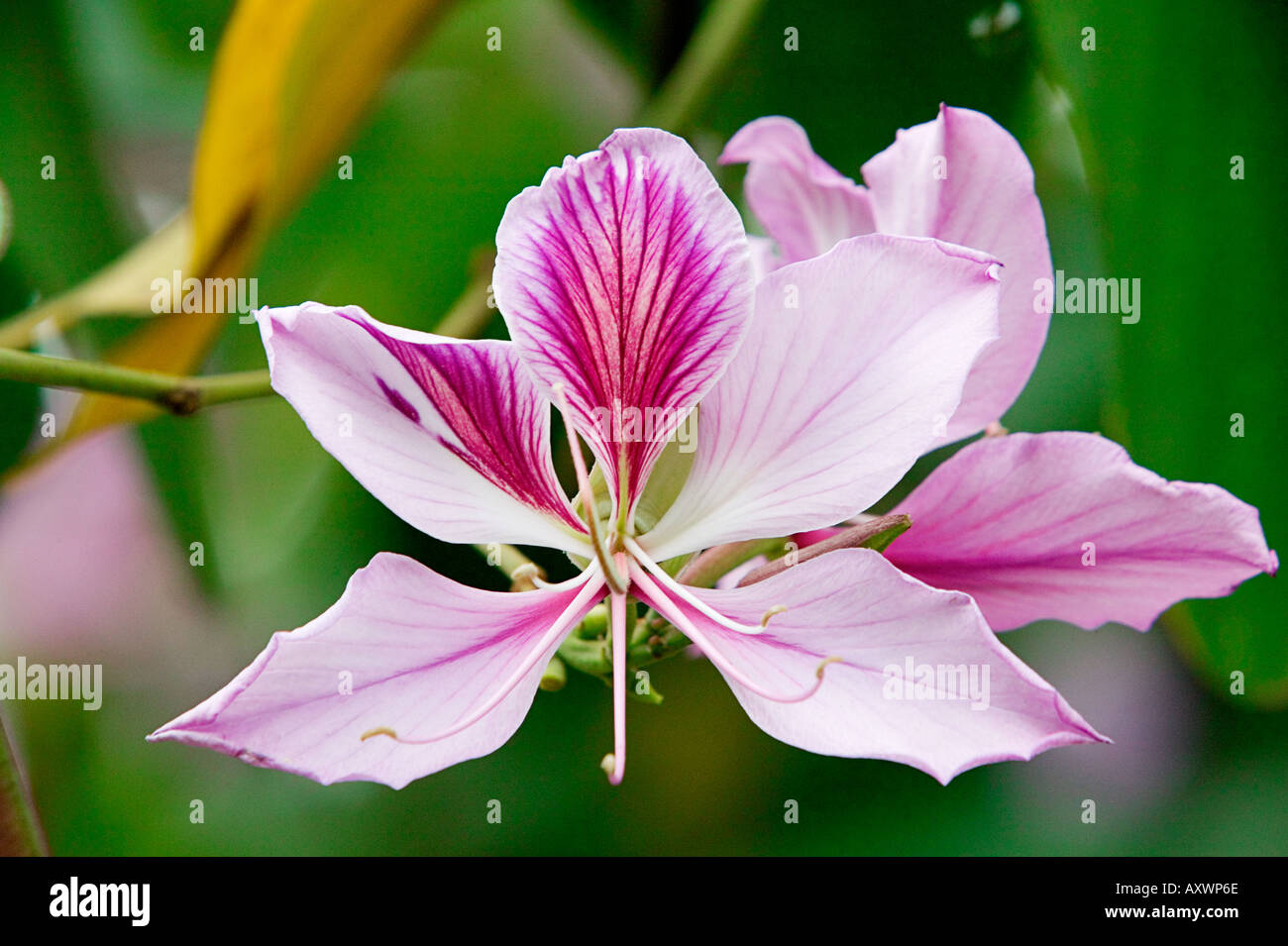butterfly tree bauhinia monandra Stock Photo - Alamy