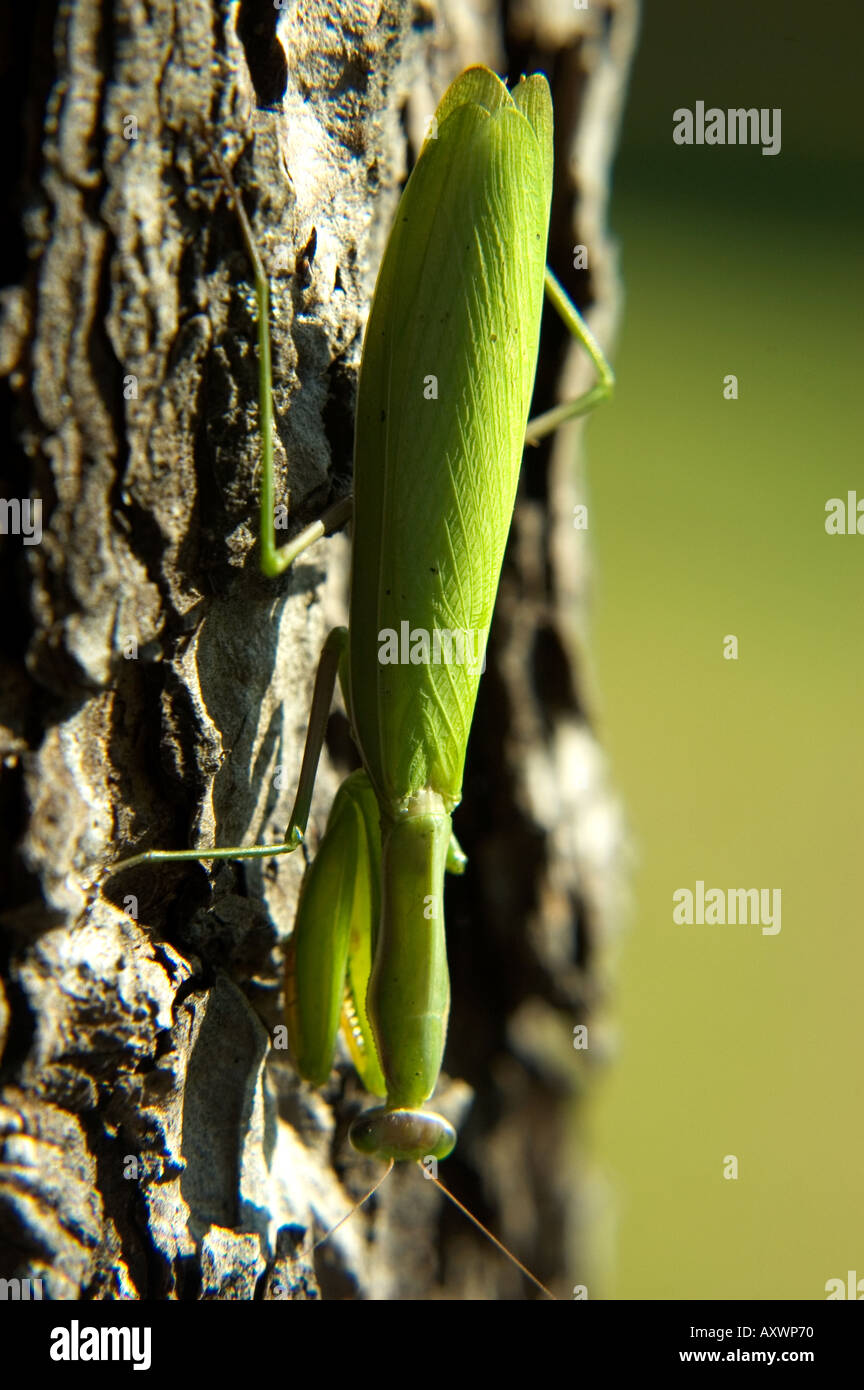 close up of a praying mantis above the bark of a tree - mantide ...
