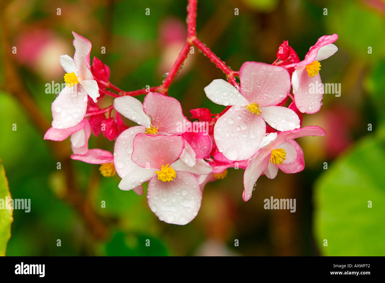 Reunion island - Tropical flower Stock Photo - Alamy
