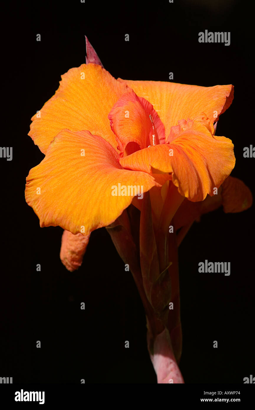 Canna semaphore hi-res stock photography and images - Alamy Canna semaphore hi-res stock photography and images - Alamy