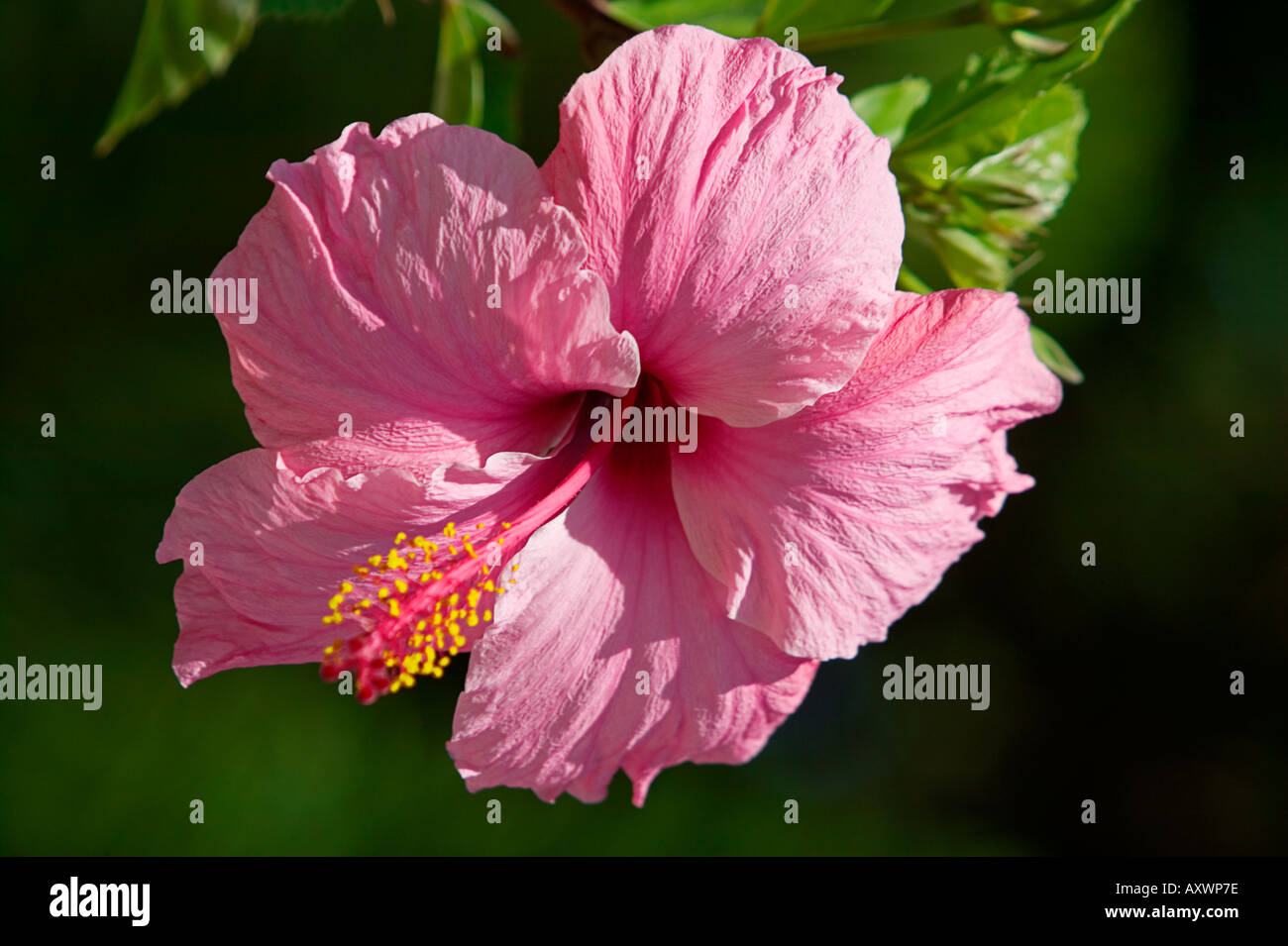 Flora fauna reunion hi-res stock photography and images - Alamy