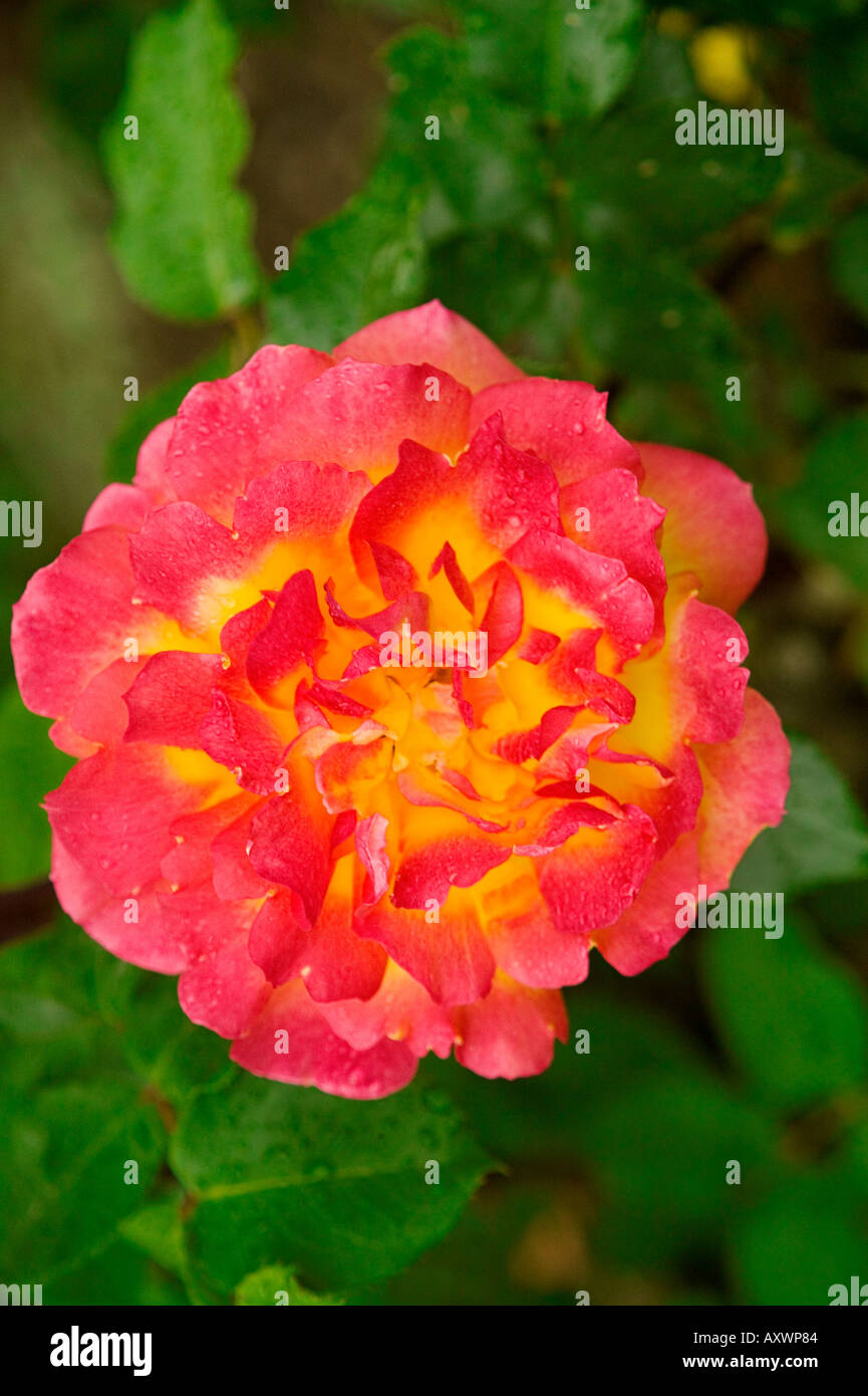 Pareo rose hi-res stock photography and images - Alamy