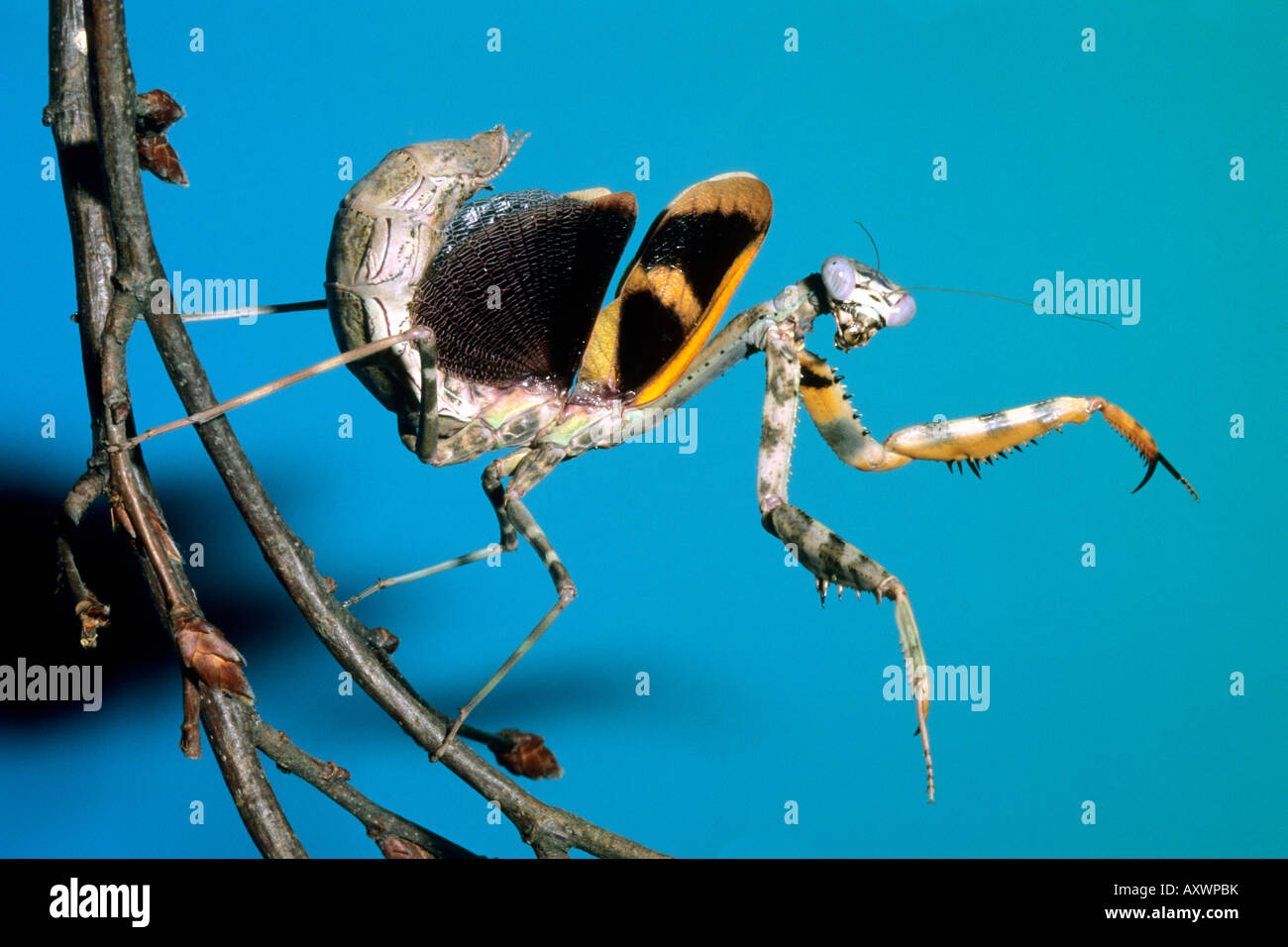 Budwing Mantis (Parasphendale agrionina), adult female, threat display ...