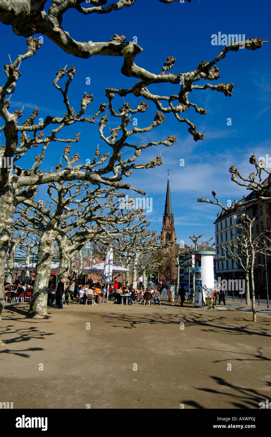 Exotic trees in Frankfurt Germany Stock Photo - Alamy