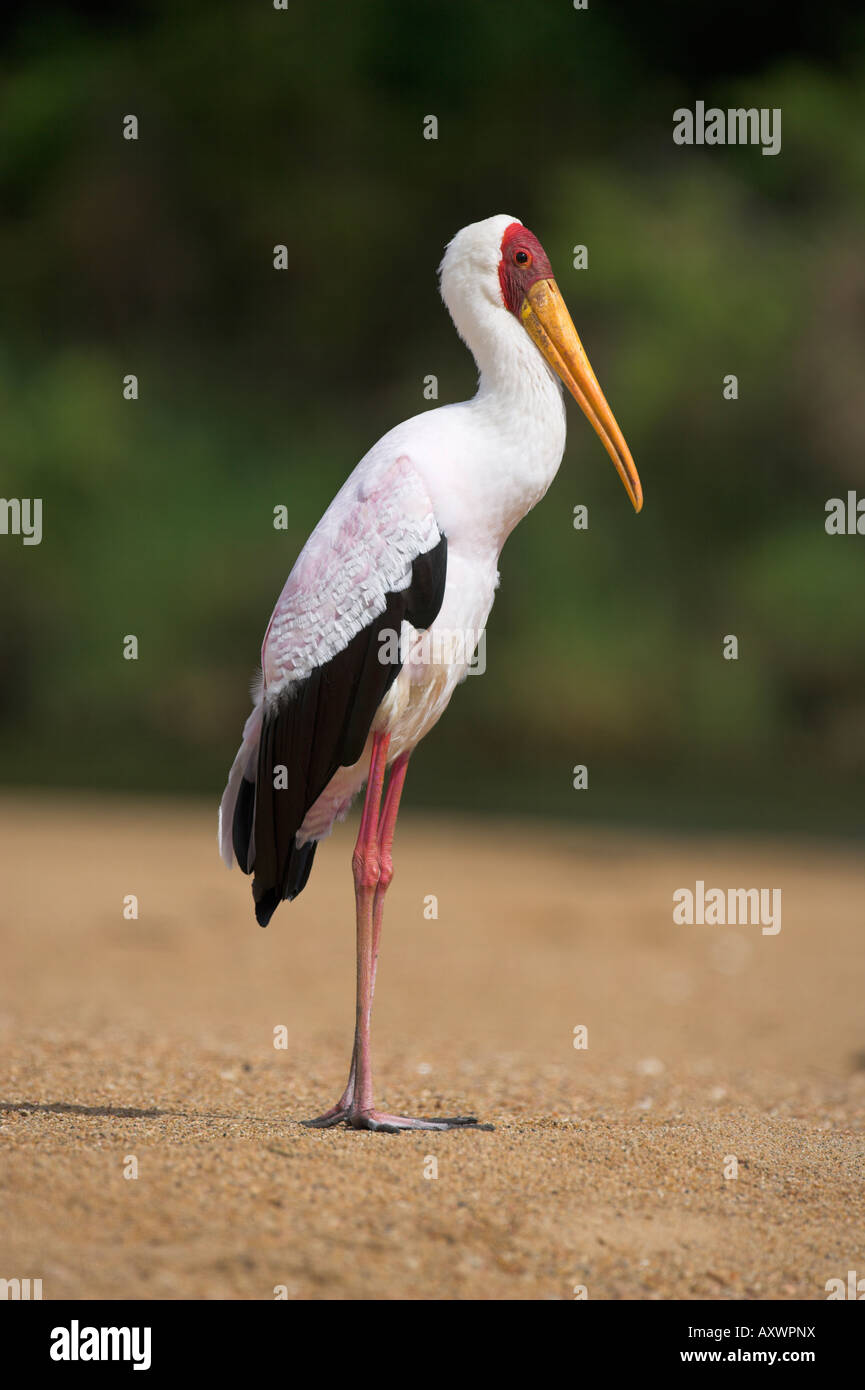 Yellow-billed stork (Mycteria ibis), in breeding plumage, on riverbank ...