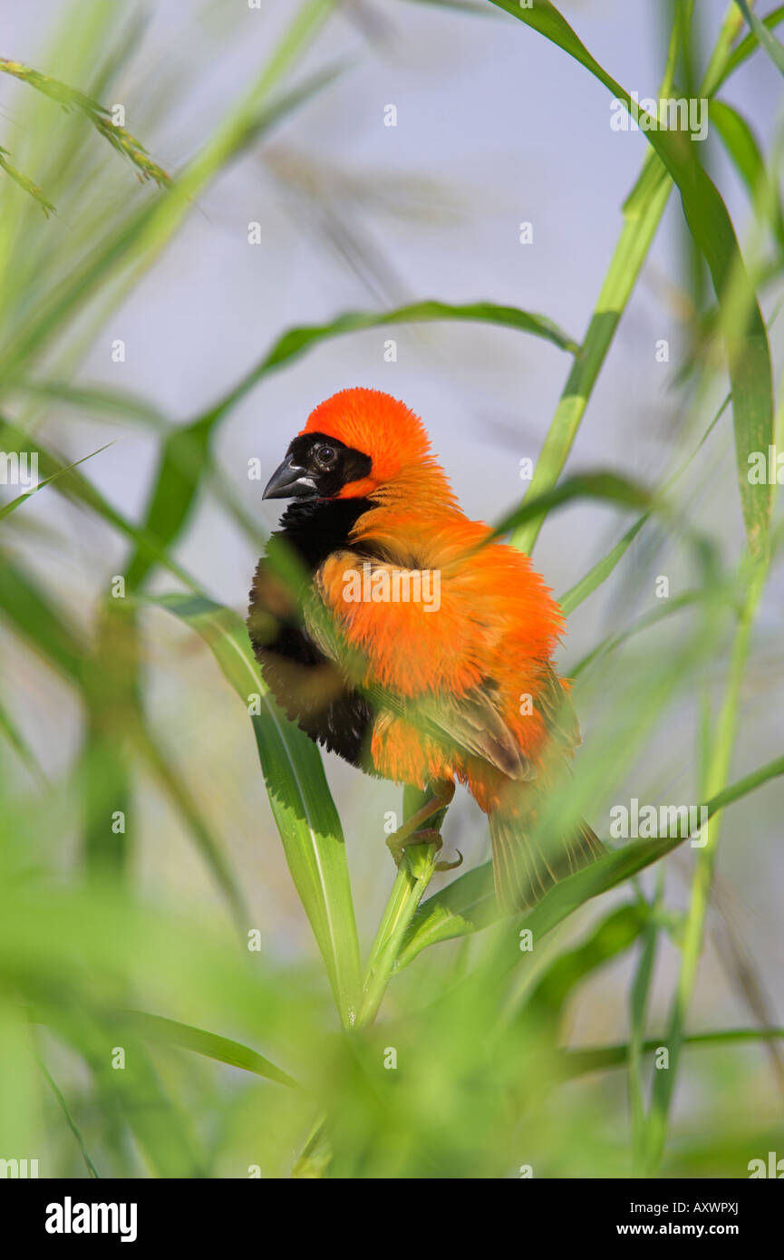Southern red bishop (Euplectes orix), male in breeding plumage ...