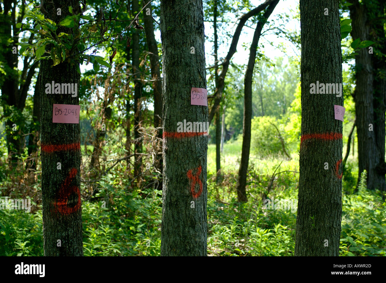 Marked for cutting hi-res stock photography and images - Alamy