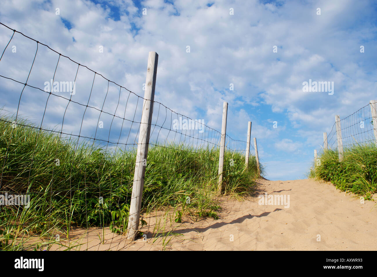 Sand path on a beach over a sand dune with wire fence on both sides ...