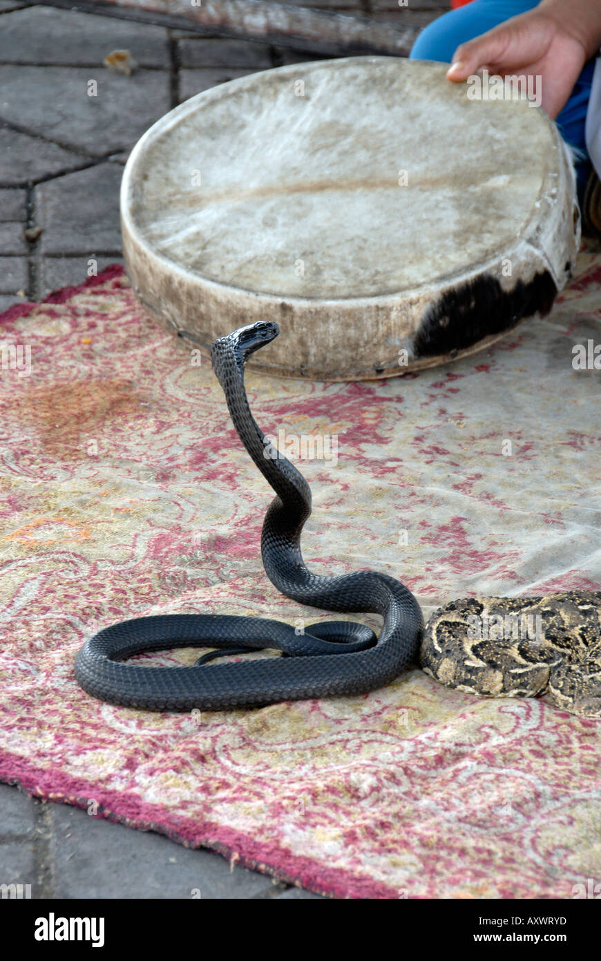 Snake charmers are a normal scene in Mrakech, Morroco Stock Photo - Alamy