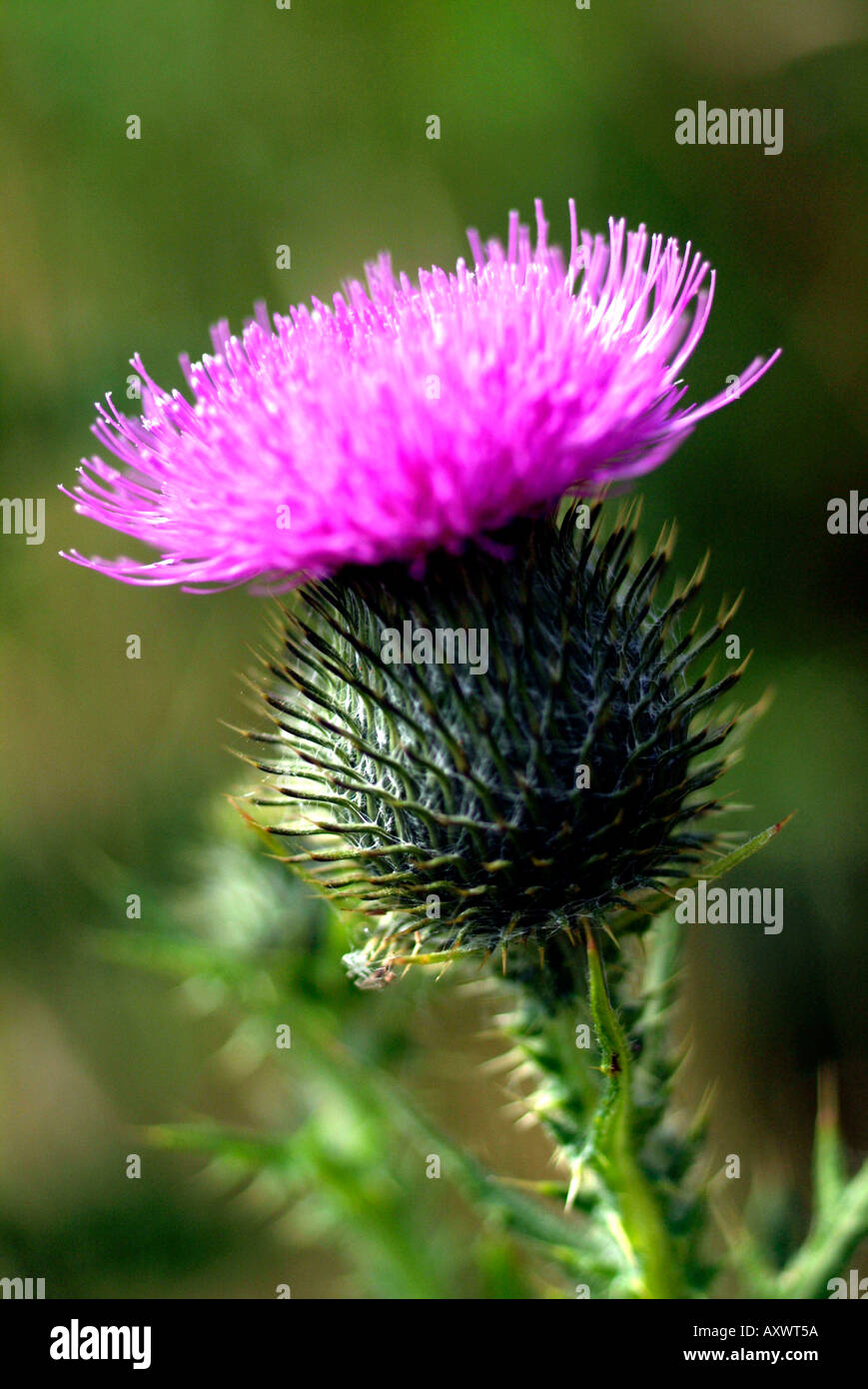 thistle (cirsium vulgare Stock Photo - Alamy