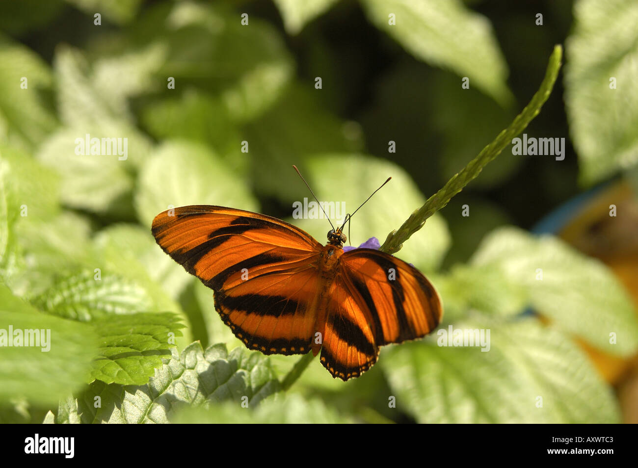 Banded Orange Dryadula phaetusa Stock Photo - Alamy