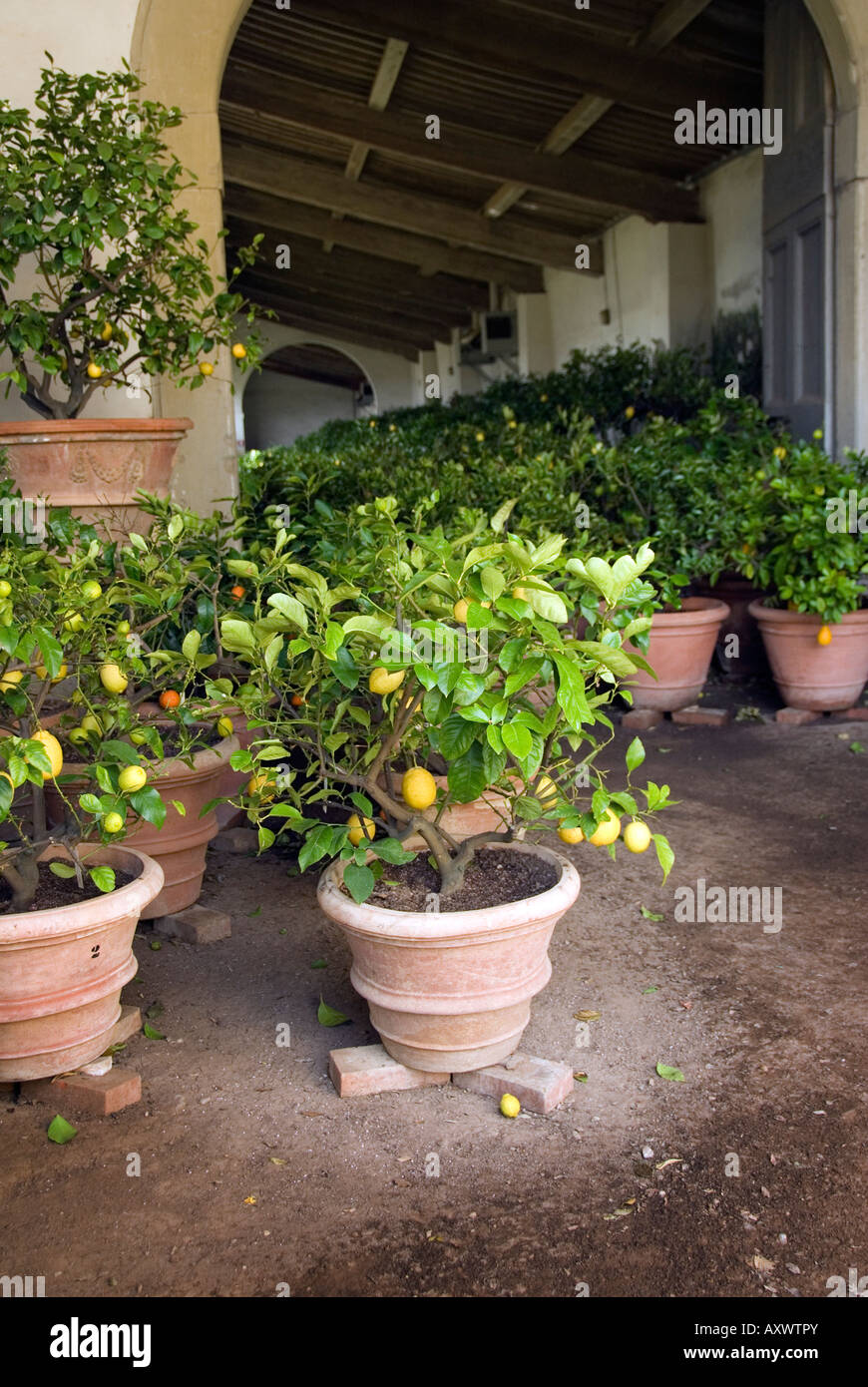 Medici villa lemon hi-res stock photography and images - Alamy