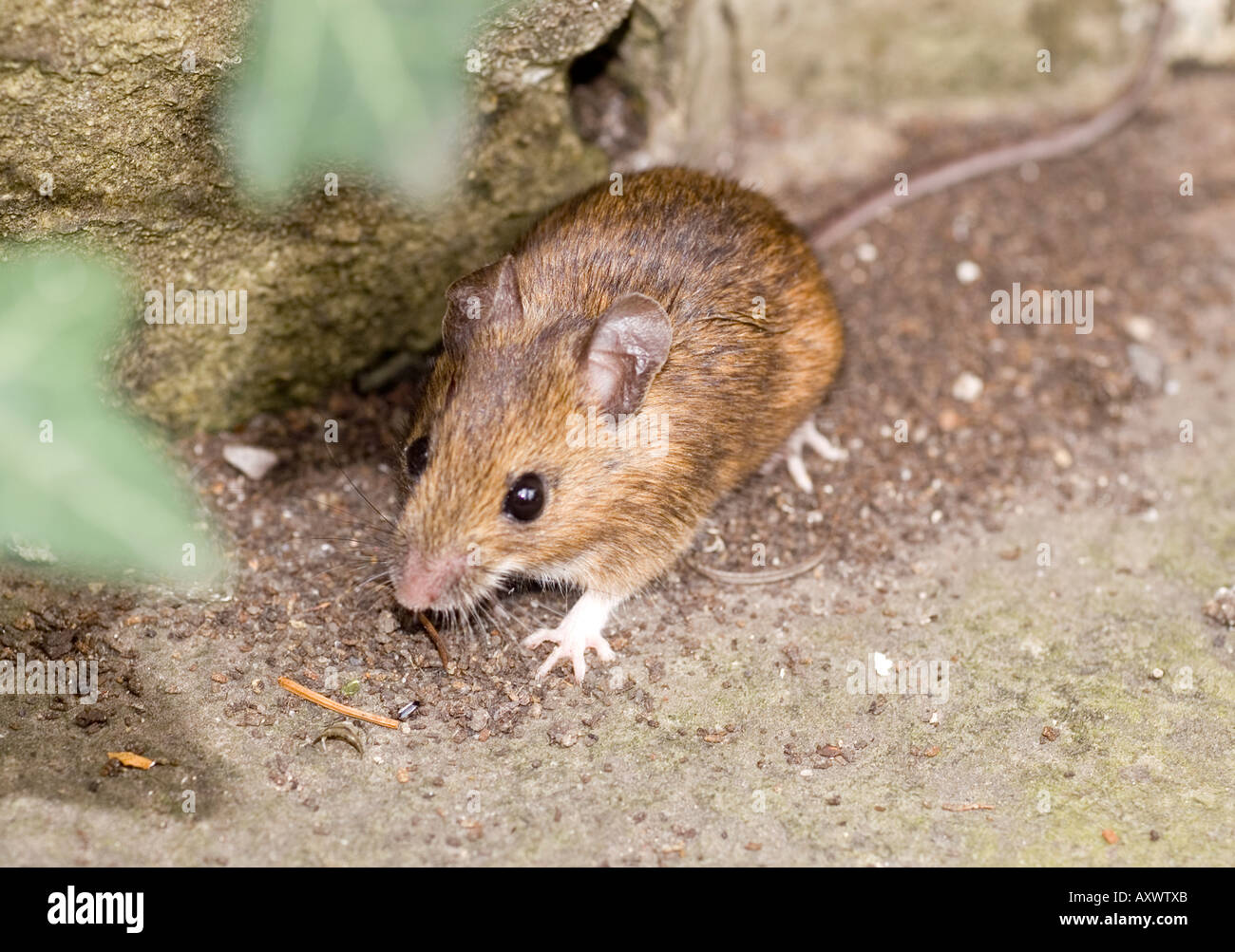 Wood Mouse, or Long-Tailed Field Mouse (Apodemus sylvaticus Stock Photo ...