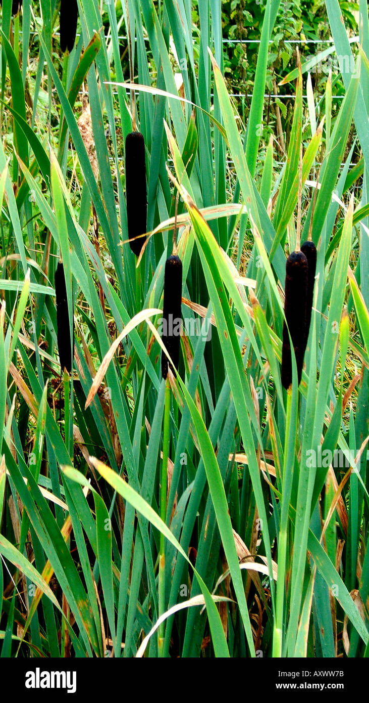 Bull Rushes High Resolution Stock Photography and Images - Alamy