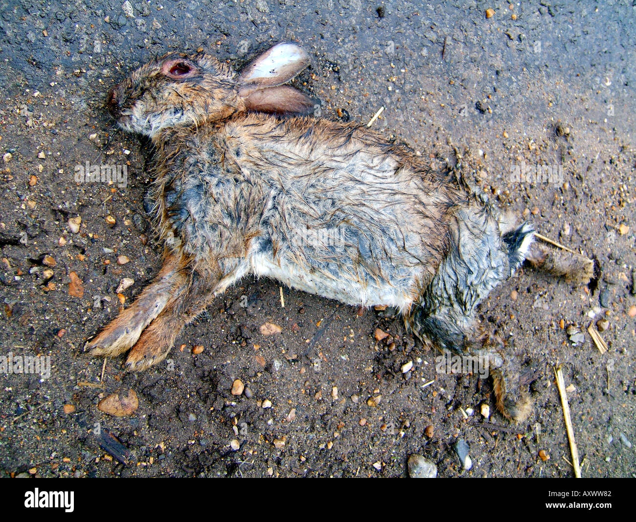 dead rabbit on road Stock Photo - Alamy