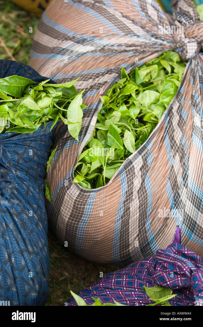 Colour tea bag hi-res stock photography and images - Alamy