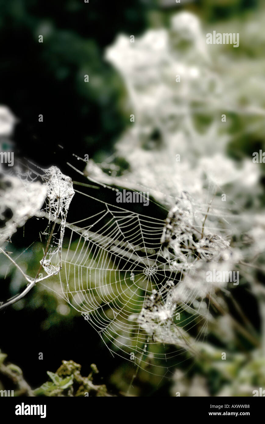 Tough web hi-res stock photography and images - Alamy