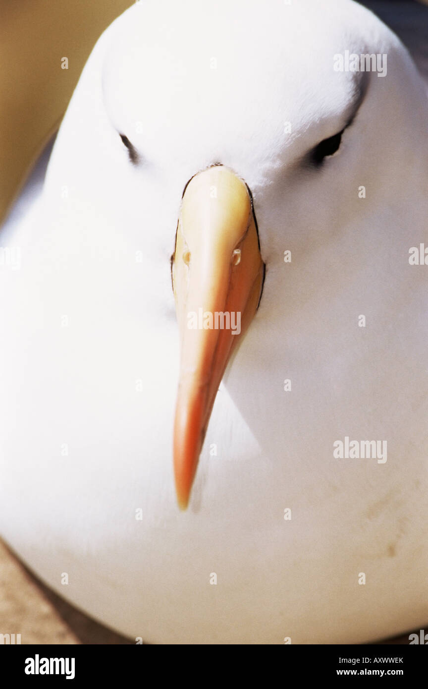 Albatross head hi-res stock photography and images - Alamy