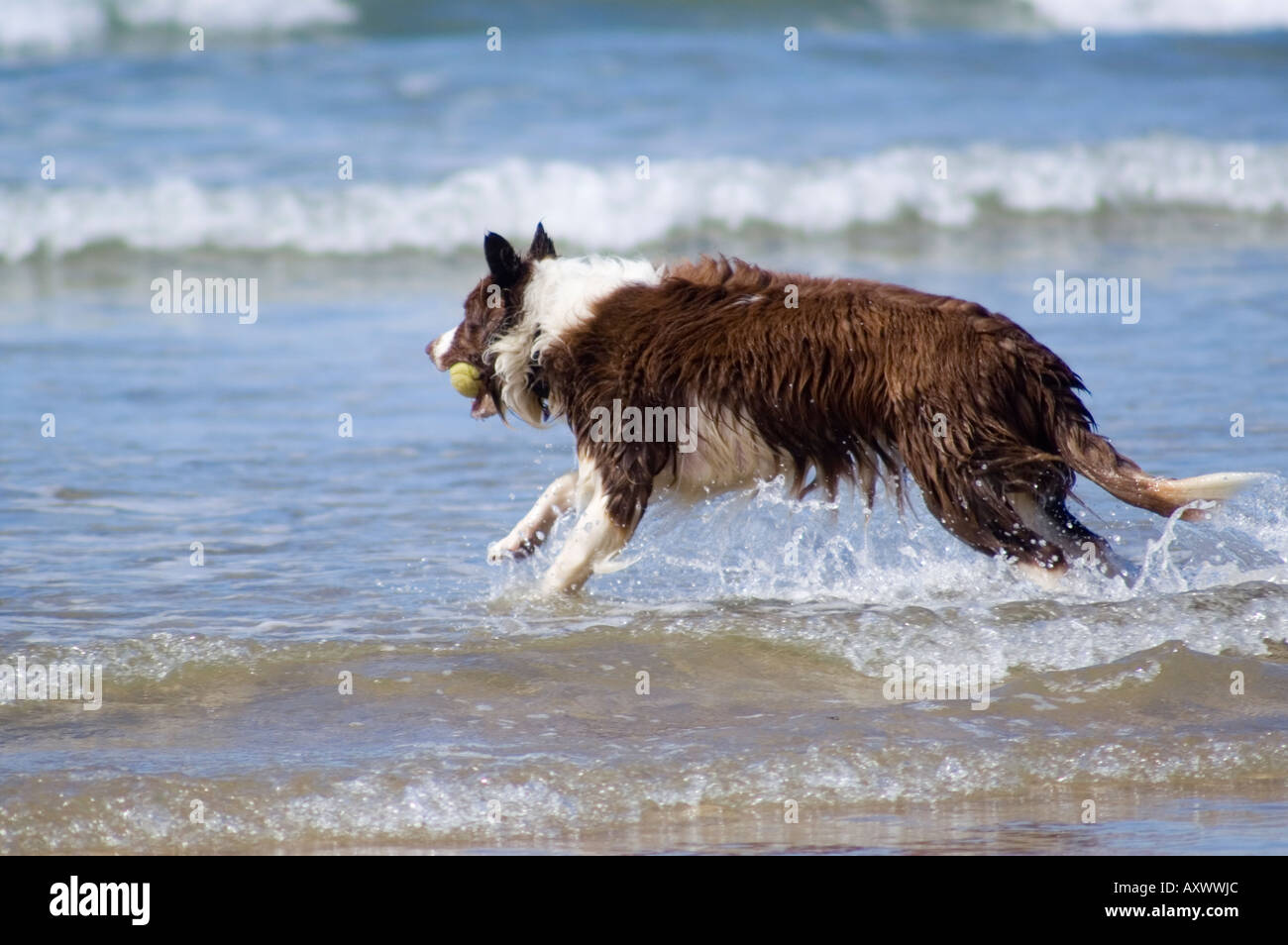 Border Collie dog running into the sea, Watergate Bay, Newquay ...