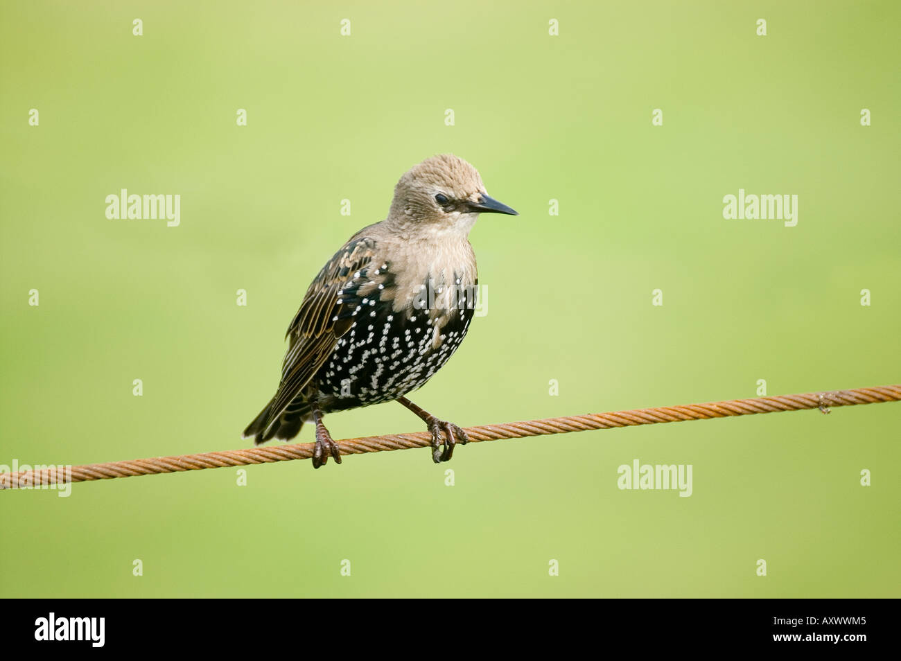 Starling sitting on a line (STURNUS VULGARIS Stock Photo - Alamy