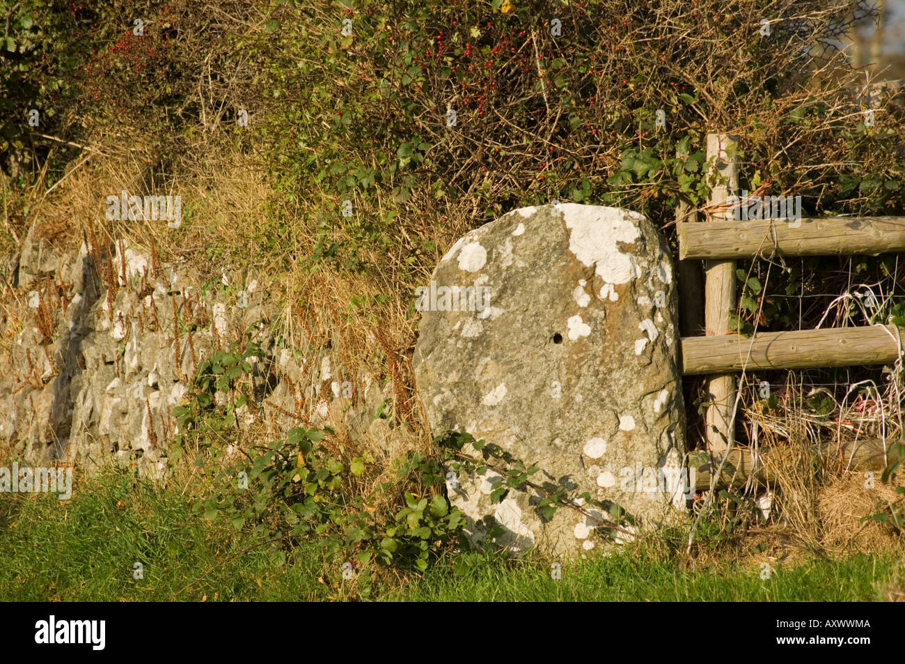 Ancient hedge boundary hi-res stock photography and images - Alamy