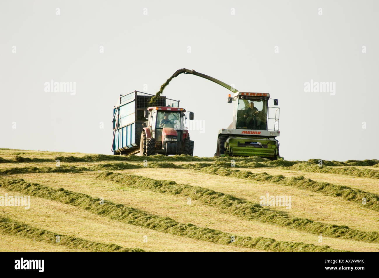 two tractors Silage cutting and harvesting on a farm near Llanrhystud ...