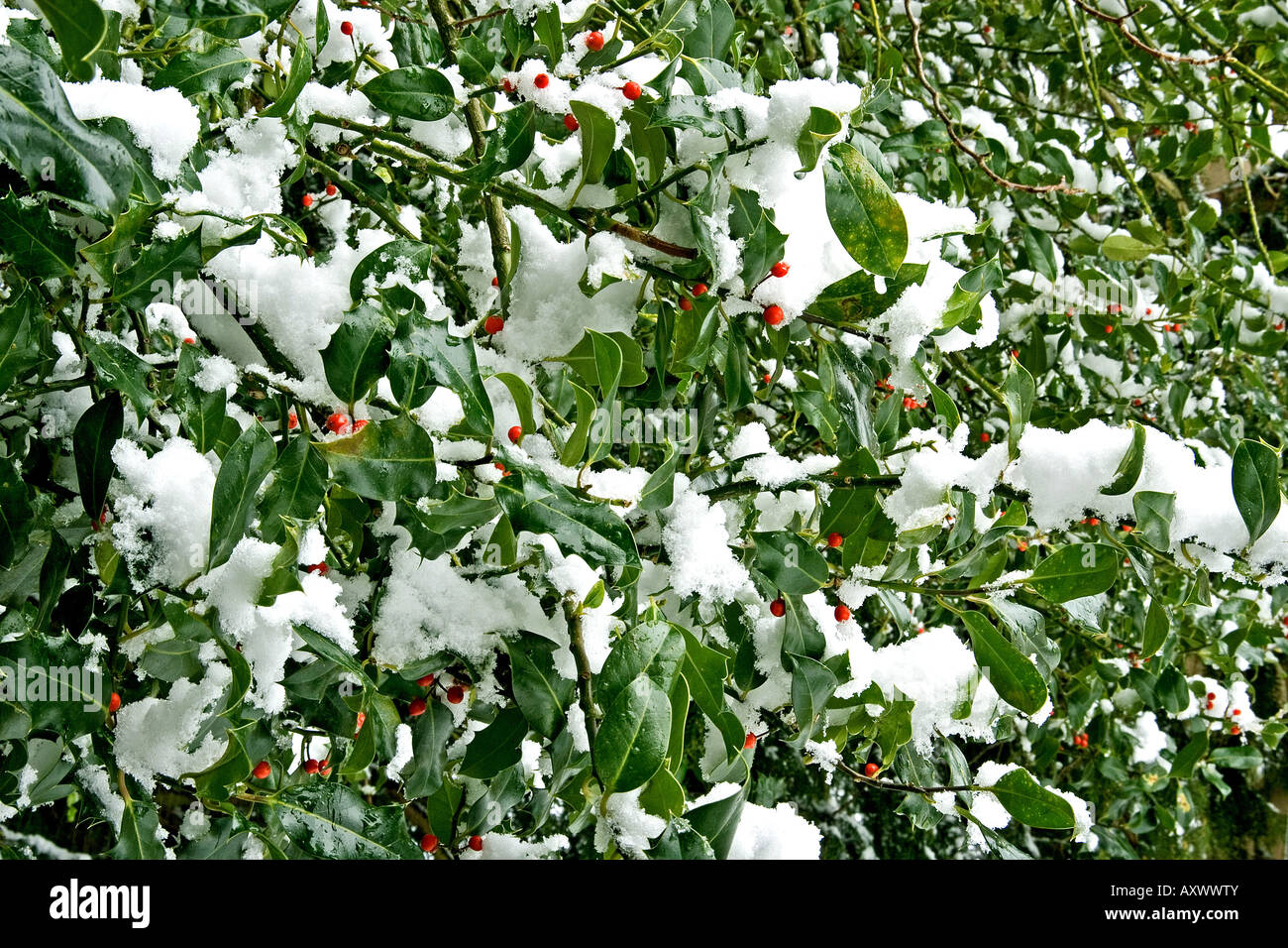 Holly bushes snow hi-res stock photography and images - Alamy