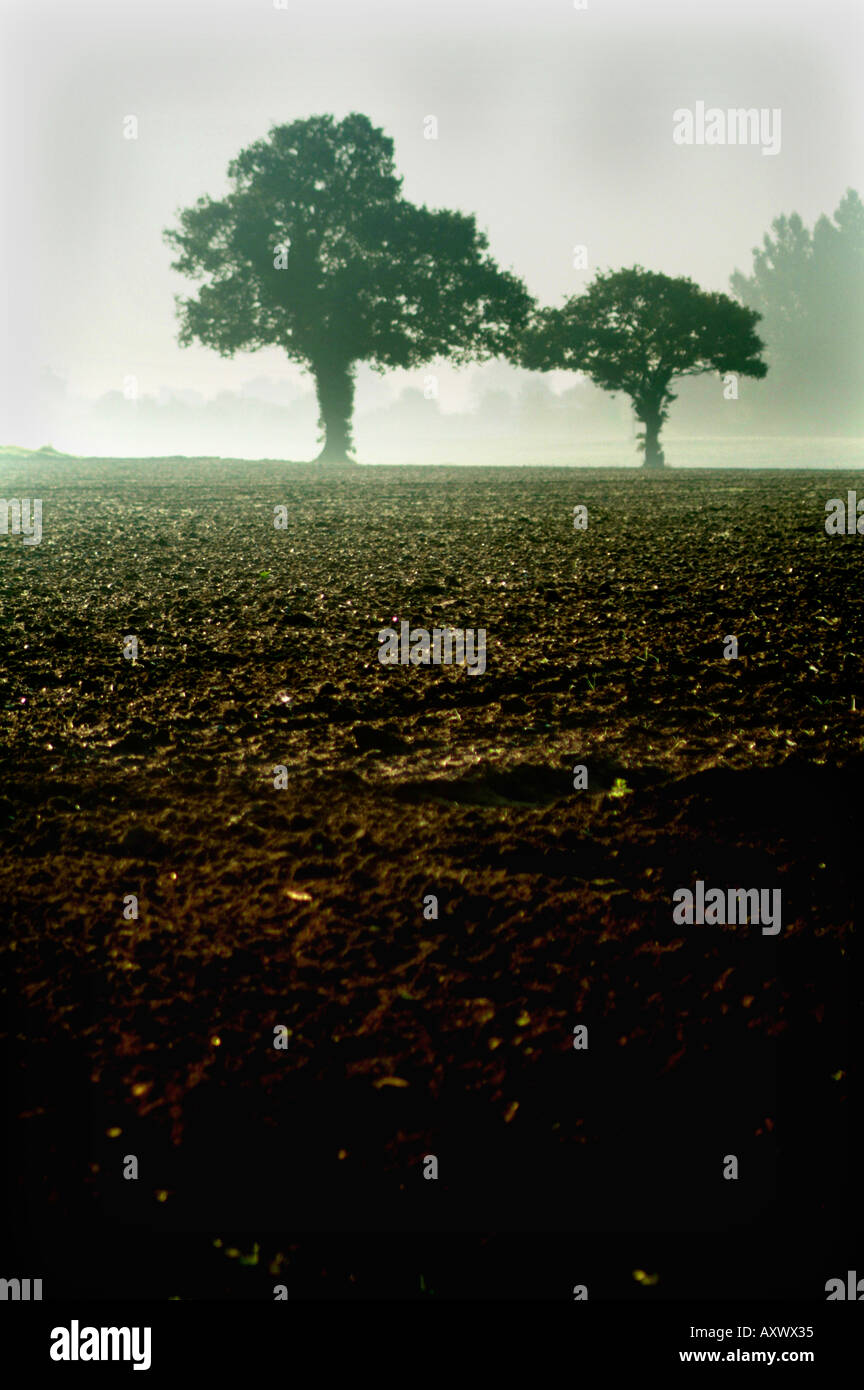 two trees in field Stock Photo - Alamy