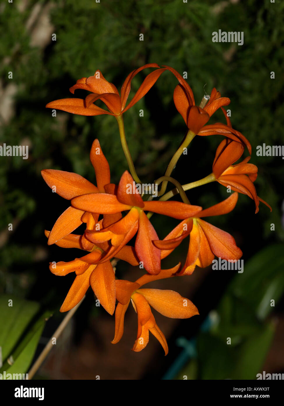 Hawaii floral hi-res stock photography and images - Alamy