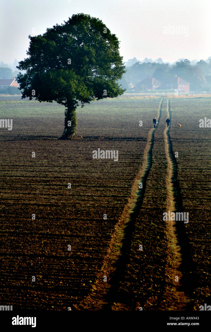 two people walking past solitary tree on path across field Stock Photo ...