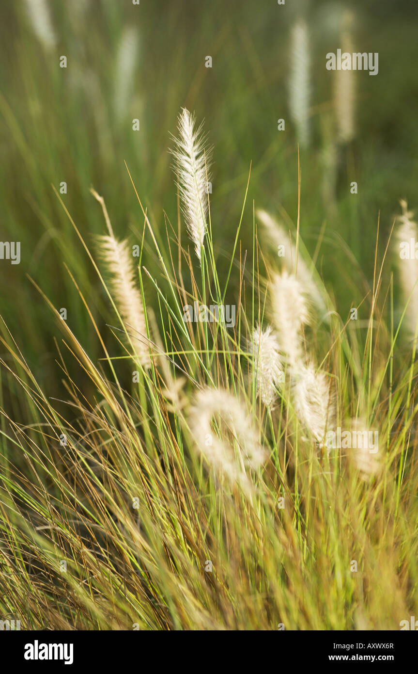 Long grass hi-res stock photography and images - Alamy