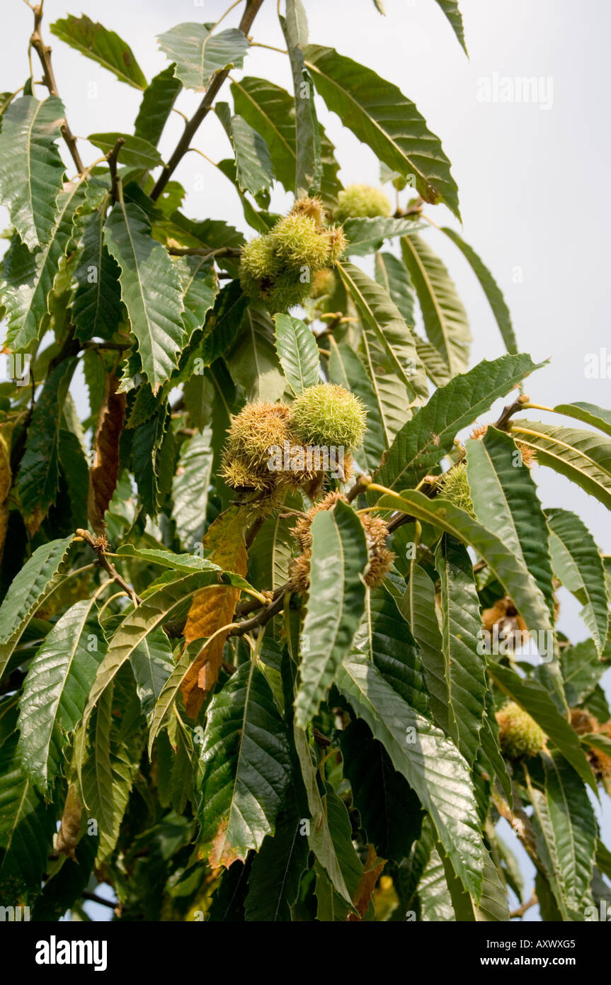 sweet chestnut tree in full fruit october Stock Photo - Alamy