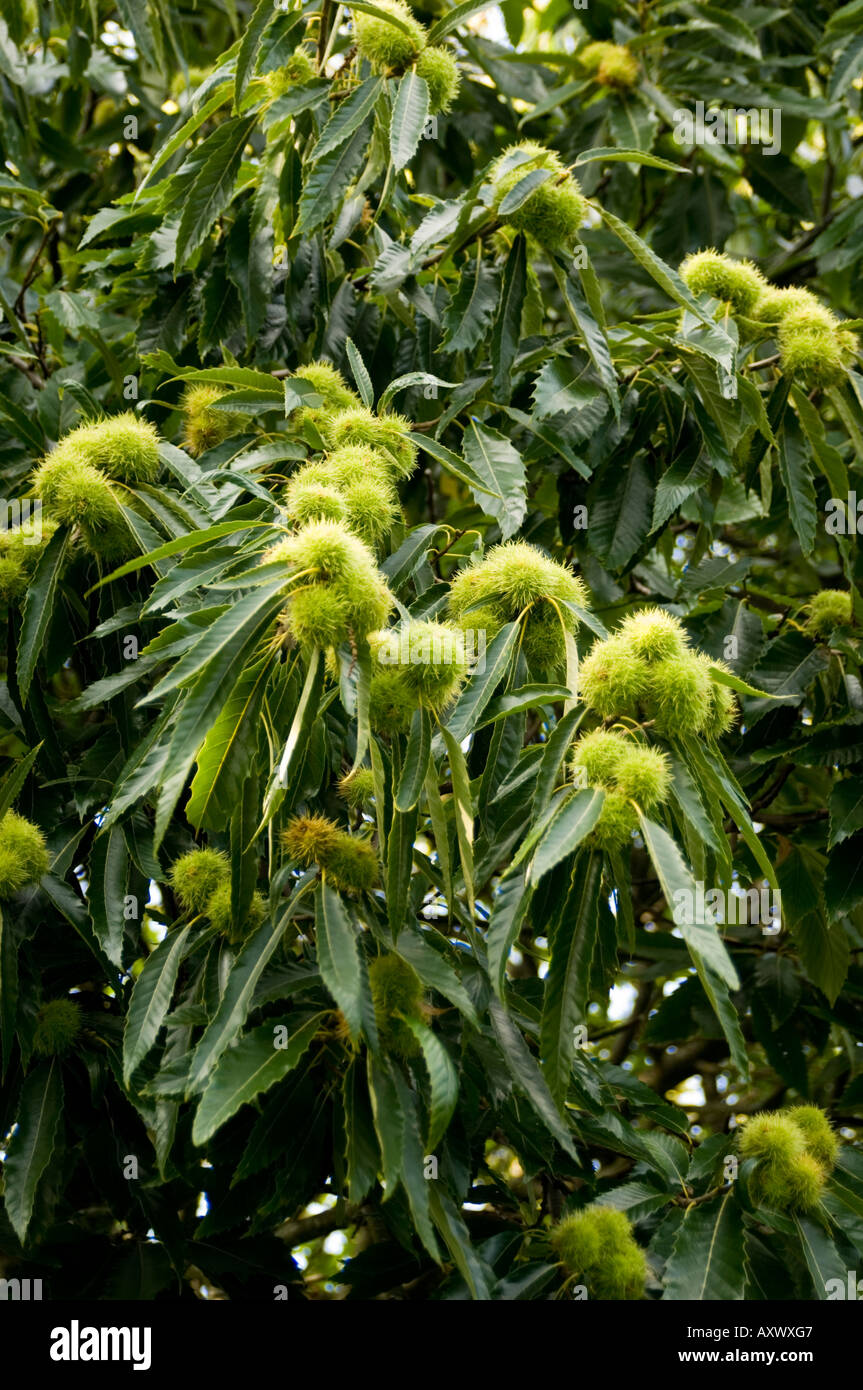 sweet chestnut tree in full fruit october Stock Photo - Alamy