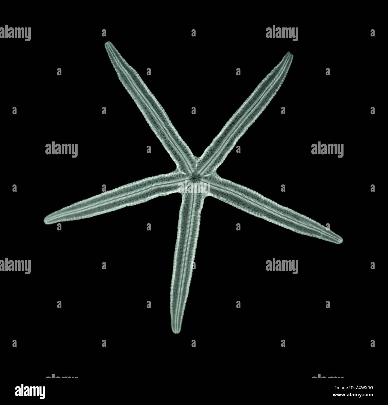 digitally-enhanced x-ray of a starfish Stock Photo - Alamy