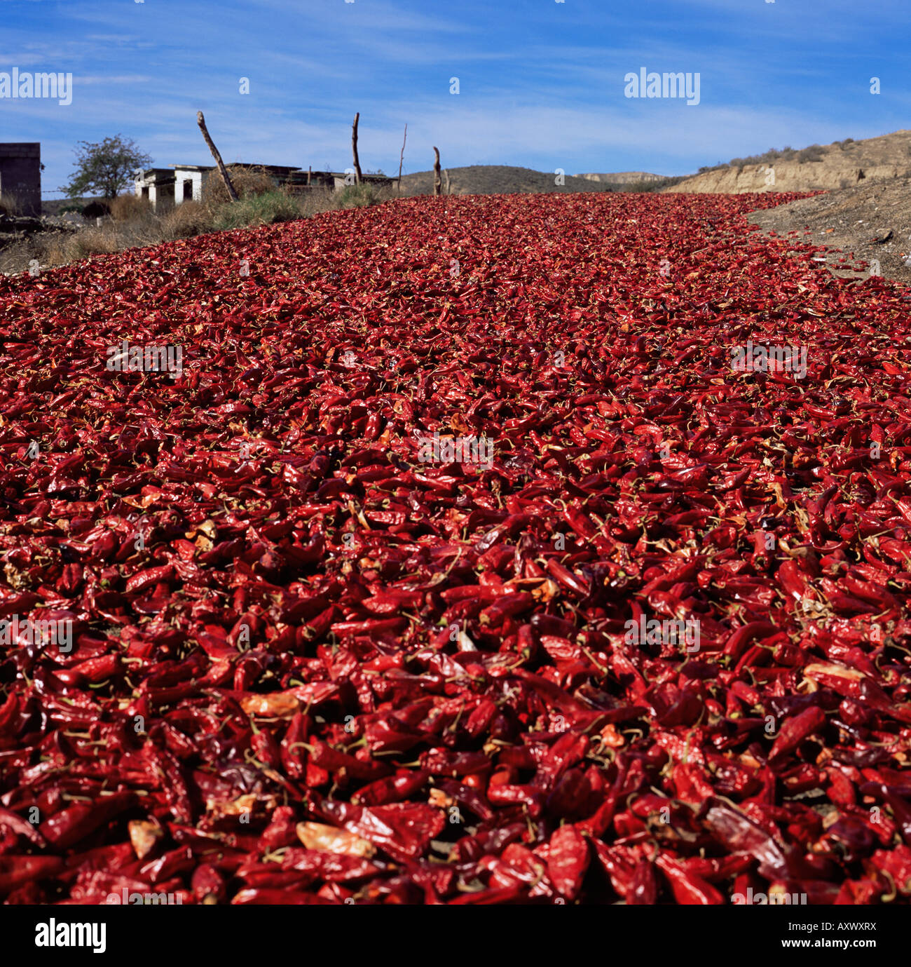 Chilli peppers drying next to Highway 1, Baja, Mexico, North America ...