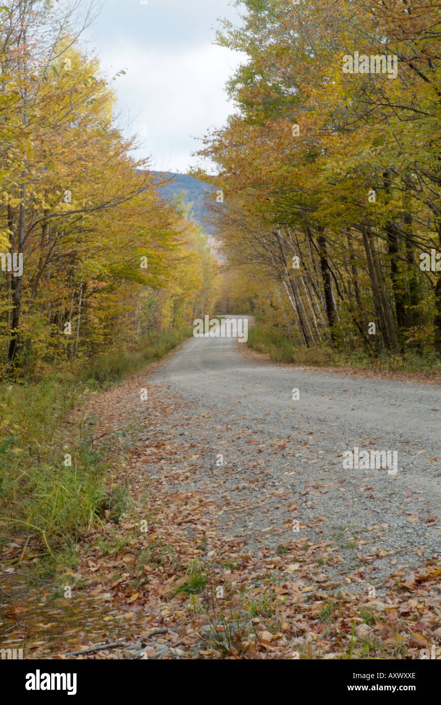 Autumn foliage along Gale River Loop Road in Bethlehem, New Hampshire ...