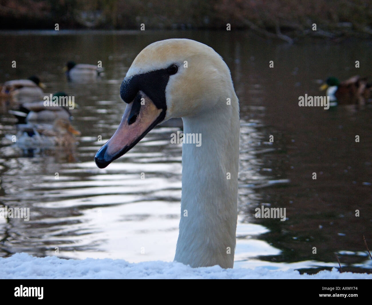 Lound hi-res stock photography and images - Alamy