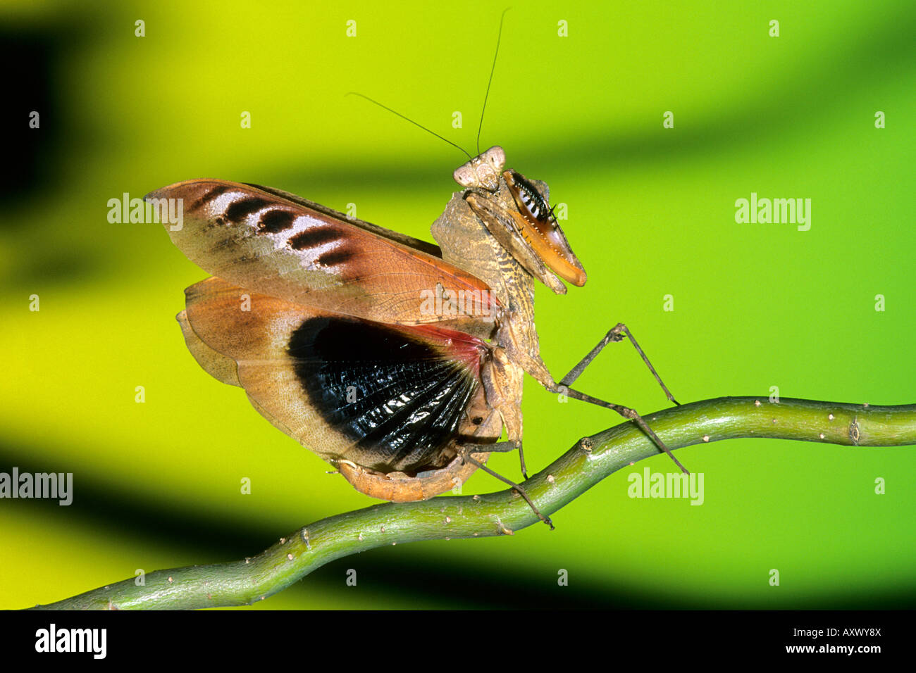Dead Leaf Mantis, Dead Leaf Praying Mantis (Deroplatys desiccata ...